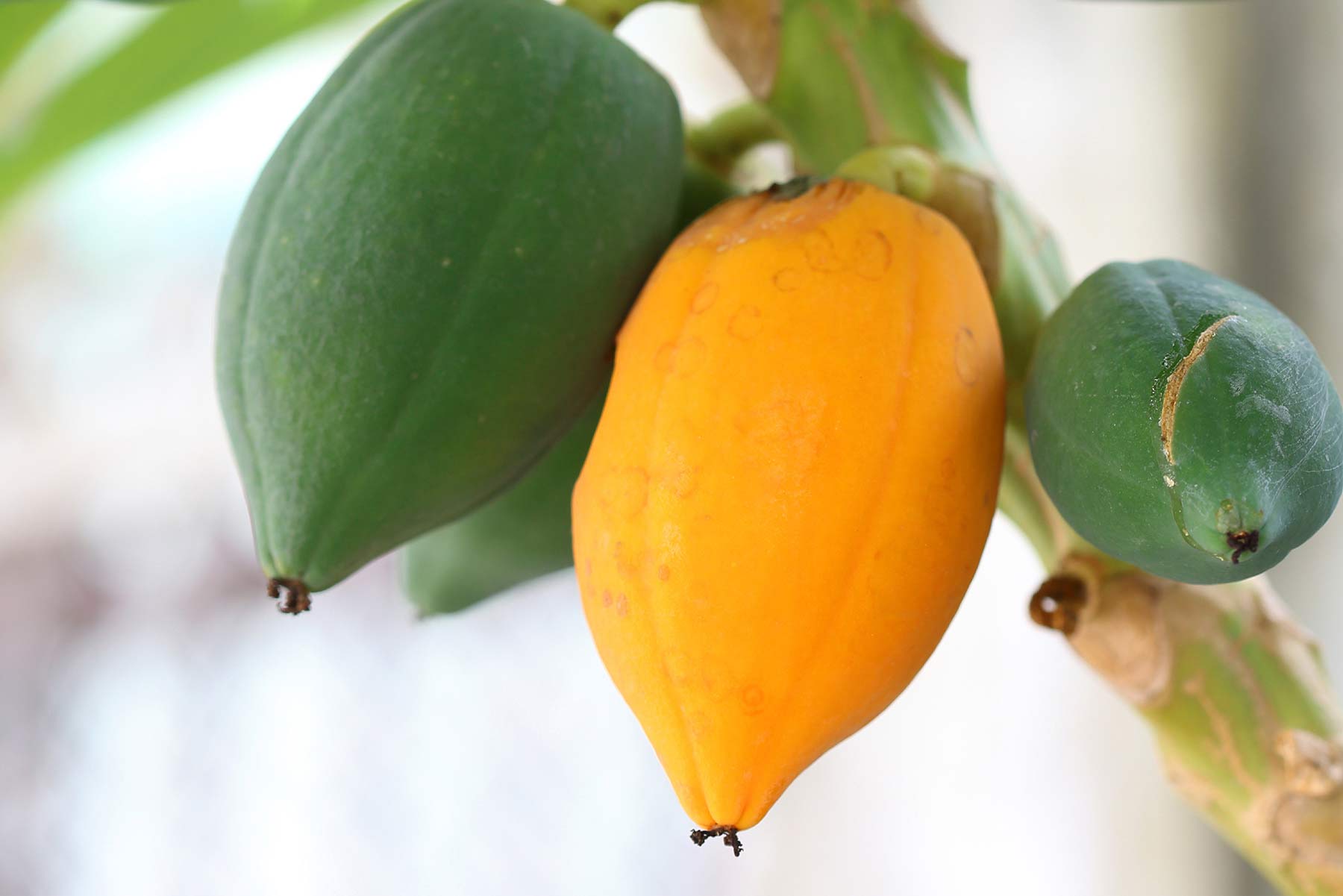 La Lechoza, el fruto del amor | MakinGastronomy